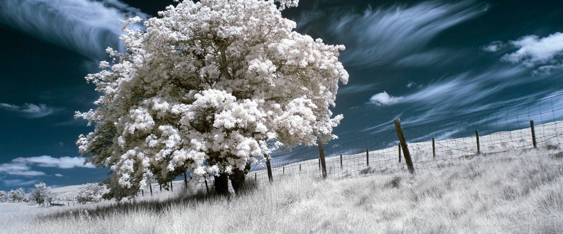 Choosing the Perfect Filter for Infrared Photography