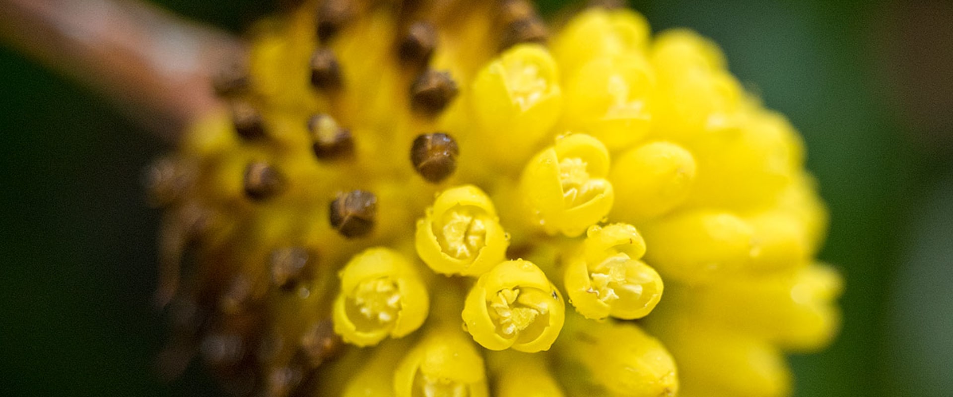 Close-up Filters vs Extension Tubes: Which is Better?